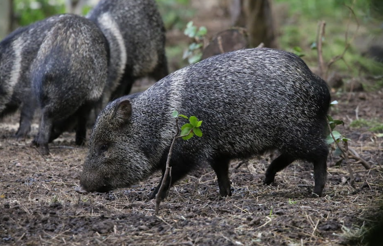 Facultad de veterinaria visitó la ECFA para control de bienestar de ...